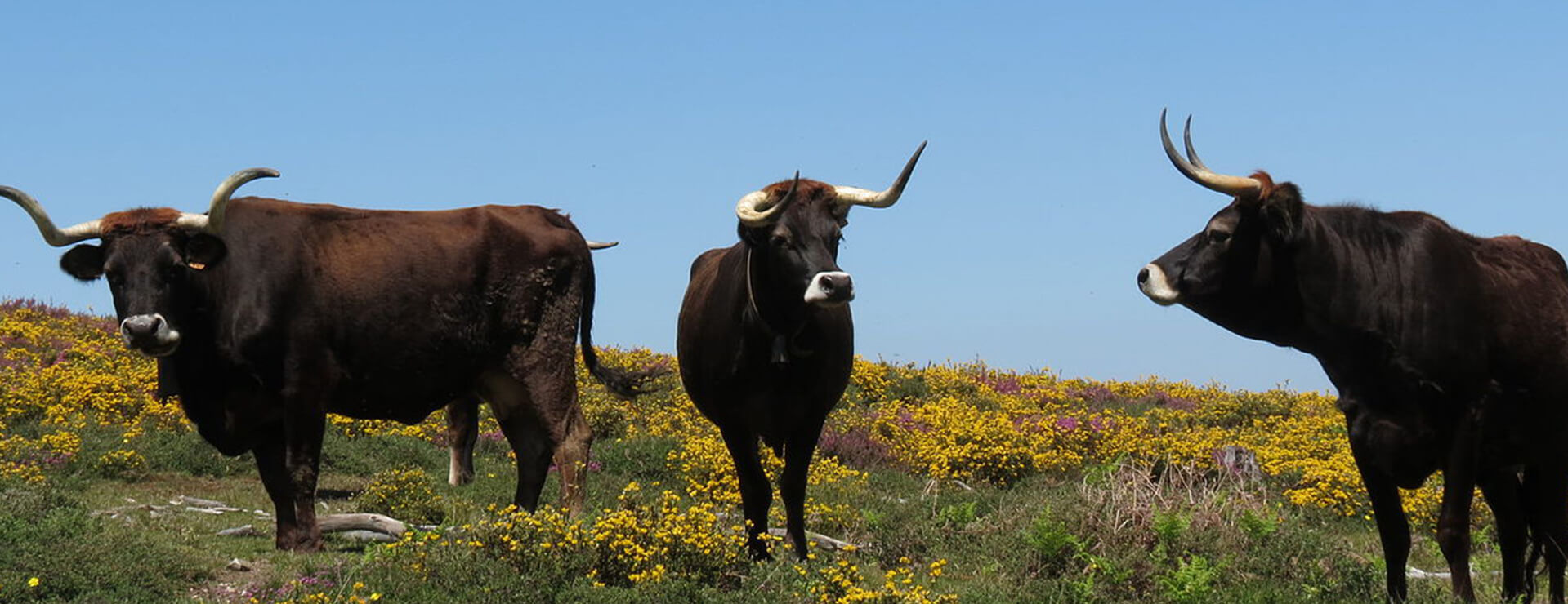 Carne Maronesa - The Art of Tasting Portugal