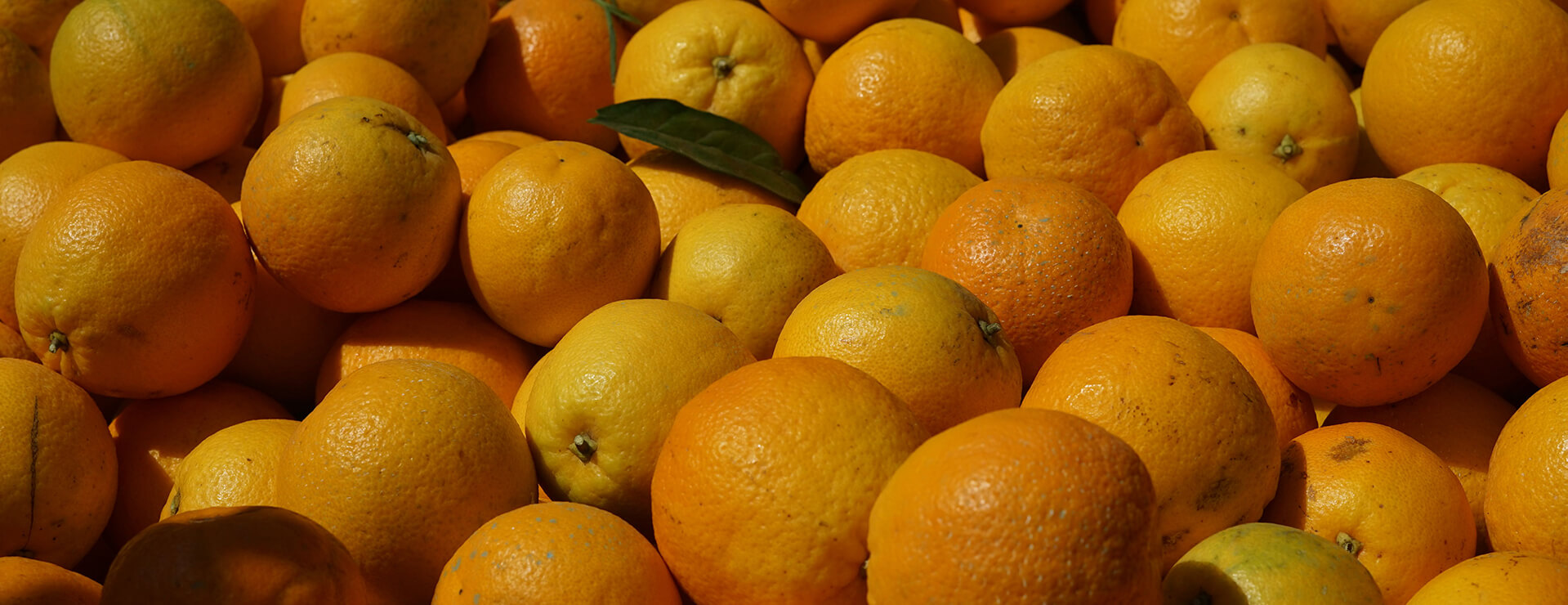 Algarve orange - The Art of Tasting Portugal
