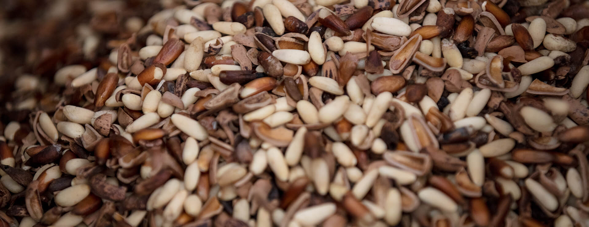 Pine Flavour - The Art of Tasting Portugal