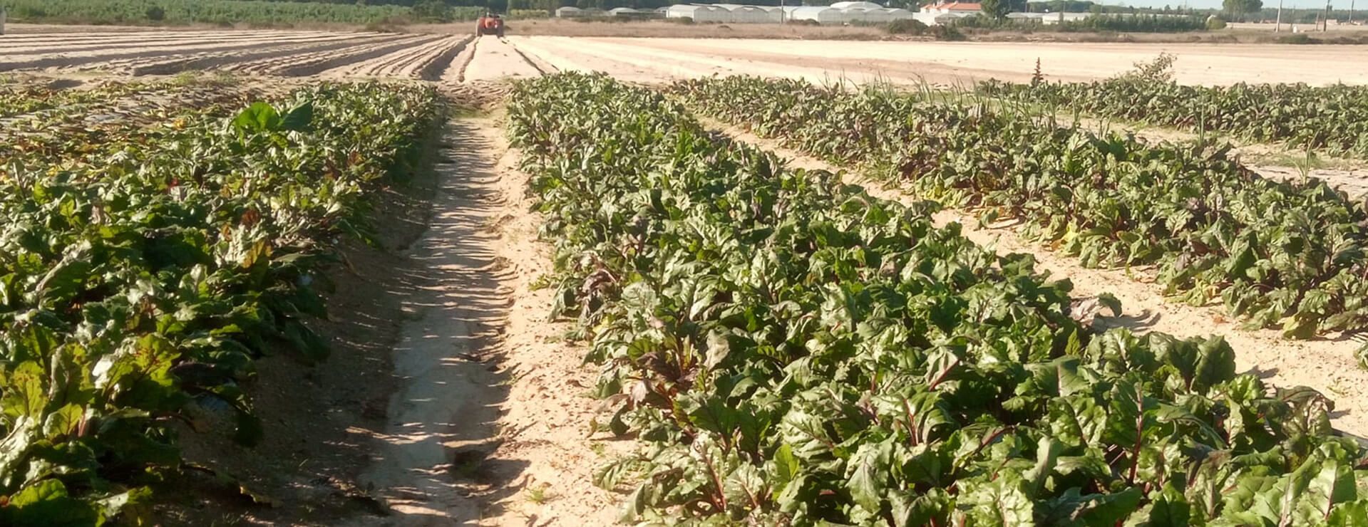 Vasco Pinto - The Art of Tasting Portugal